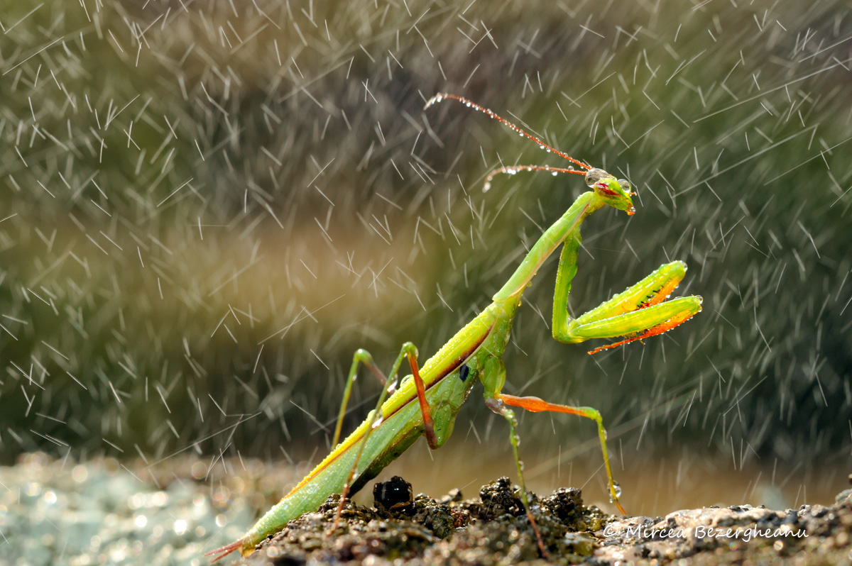 Calugarita - Mantis religiosa