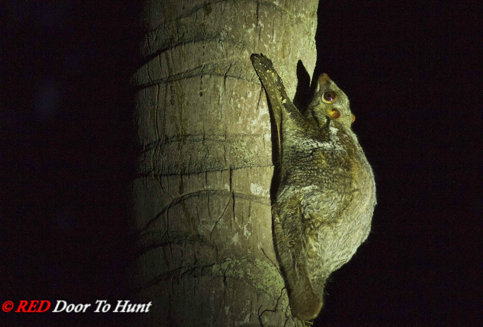 RED Door To Hunt: Kubung~Cynocephalus variegatus ( Colugo or Flying Lemur )