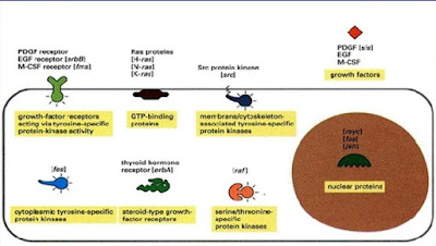 How do oncogenes cause cancer? What are proto oncogenes?