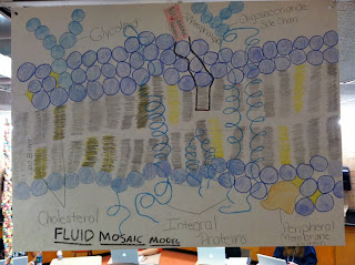 Biology Blog: Fluid Mosaic Model