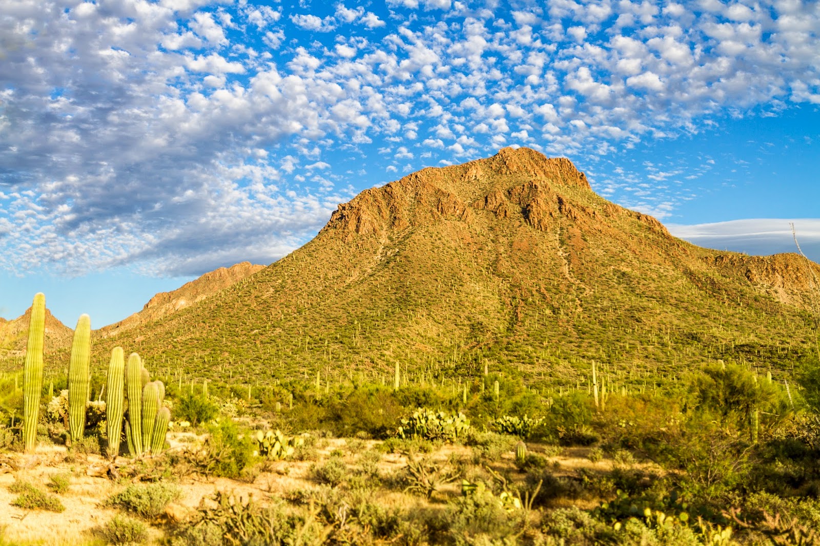 Sonoran Connection: Tucson Mountain Park