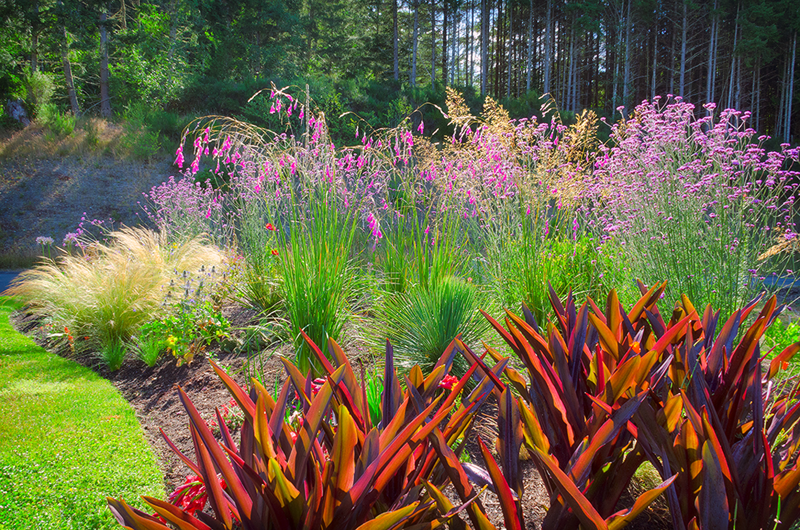 Linda Cochran's Garden: Dierama