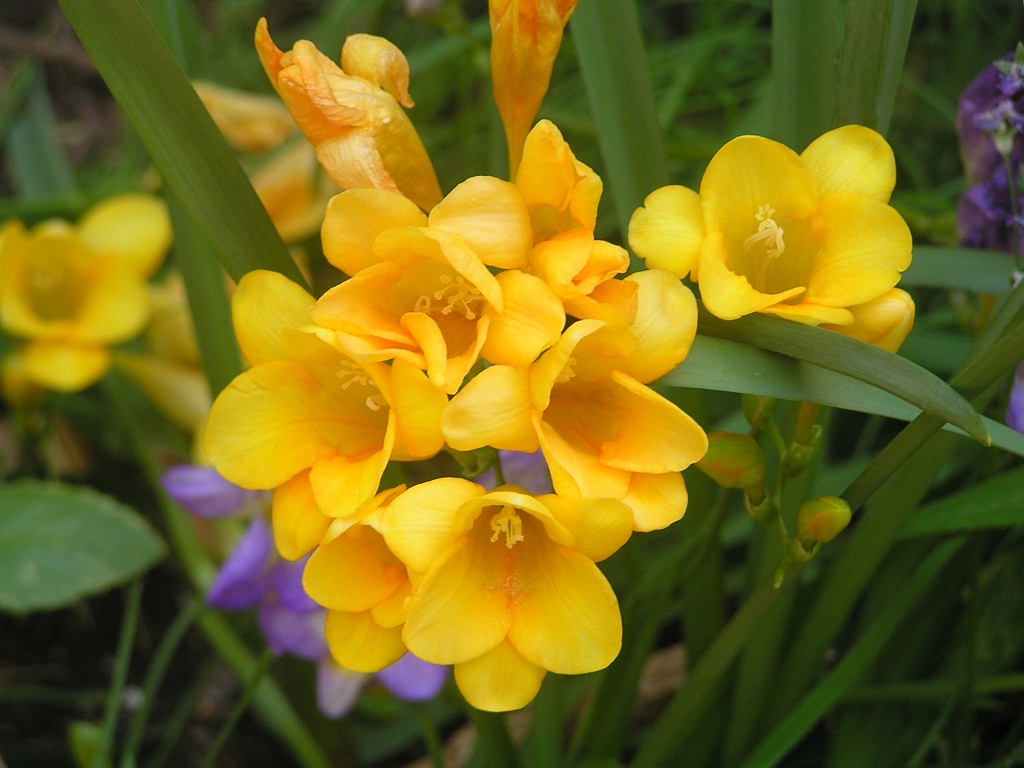 Flowers: Freesia