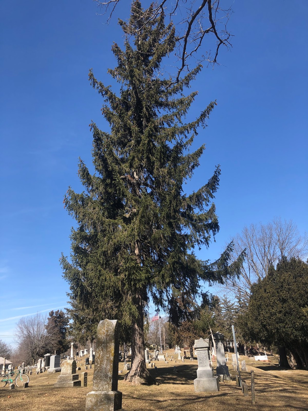 Green-Wood Cemetery Trees