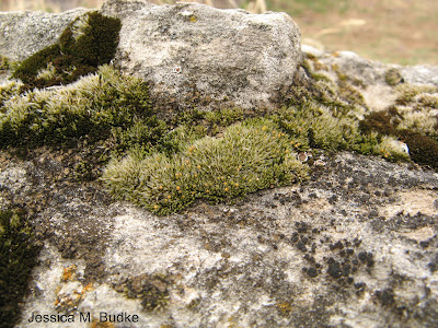 Moss Plants and More: Moss Identification Success