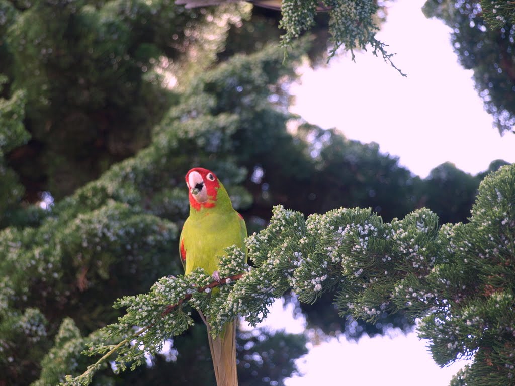 Jane Says: Walking to Coit Tower and the Parrots of Telegraph Hill