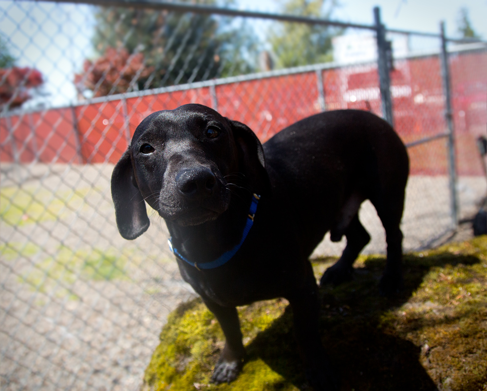 Black Lab Dachshund Mix