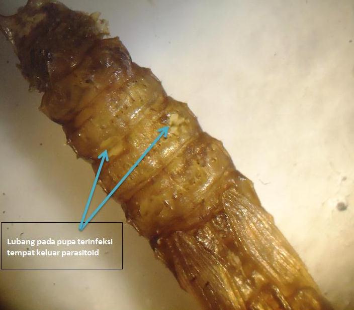 ERLAN ARDIANA RISMANSYAH: Eksplorasi Musuh Alami Parasitoid Kumbang ...