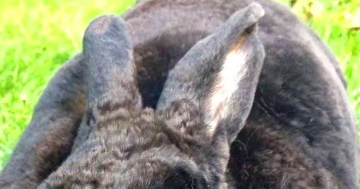 Disapproving Bun: Tchotchke