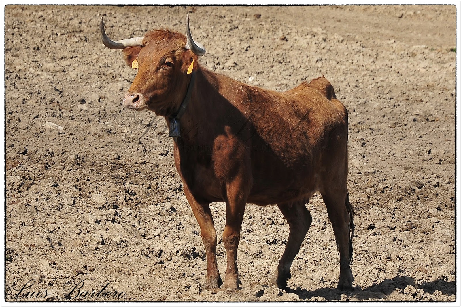 Naturaleza Taurina: "Reta de Casta Navarra" Grocín (Navarra)