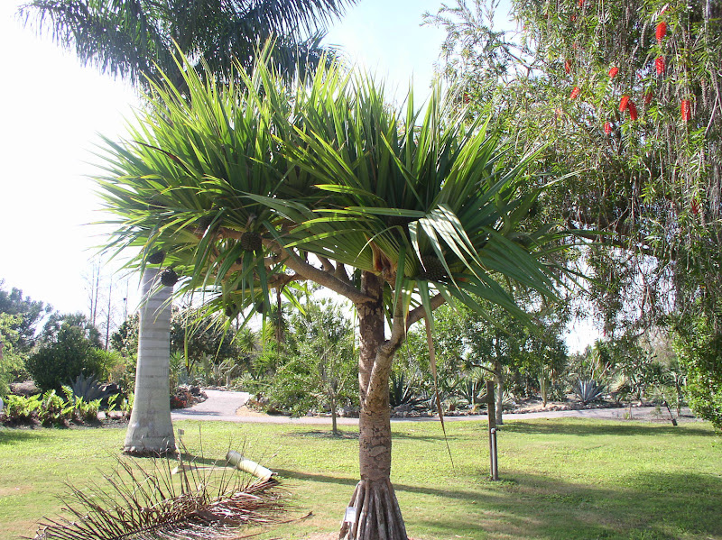 Florida Flowers and Gardens: March 2012