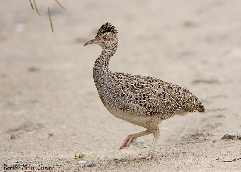 pan-Aves: Rozeznání paleognátů, připojení tinam a comeback primární ...