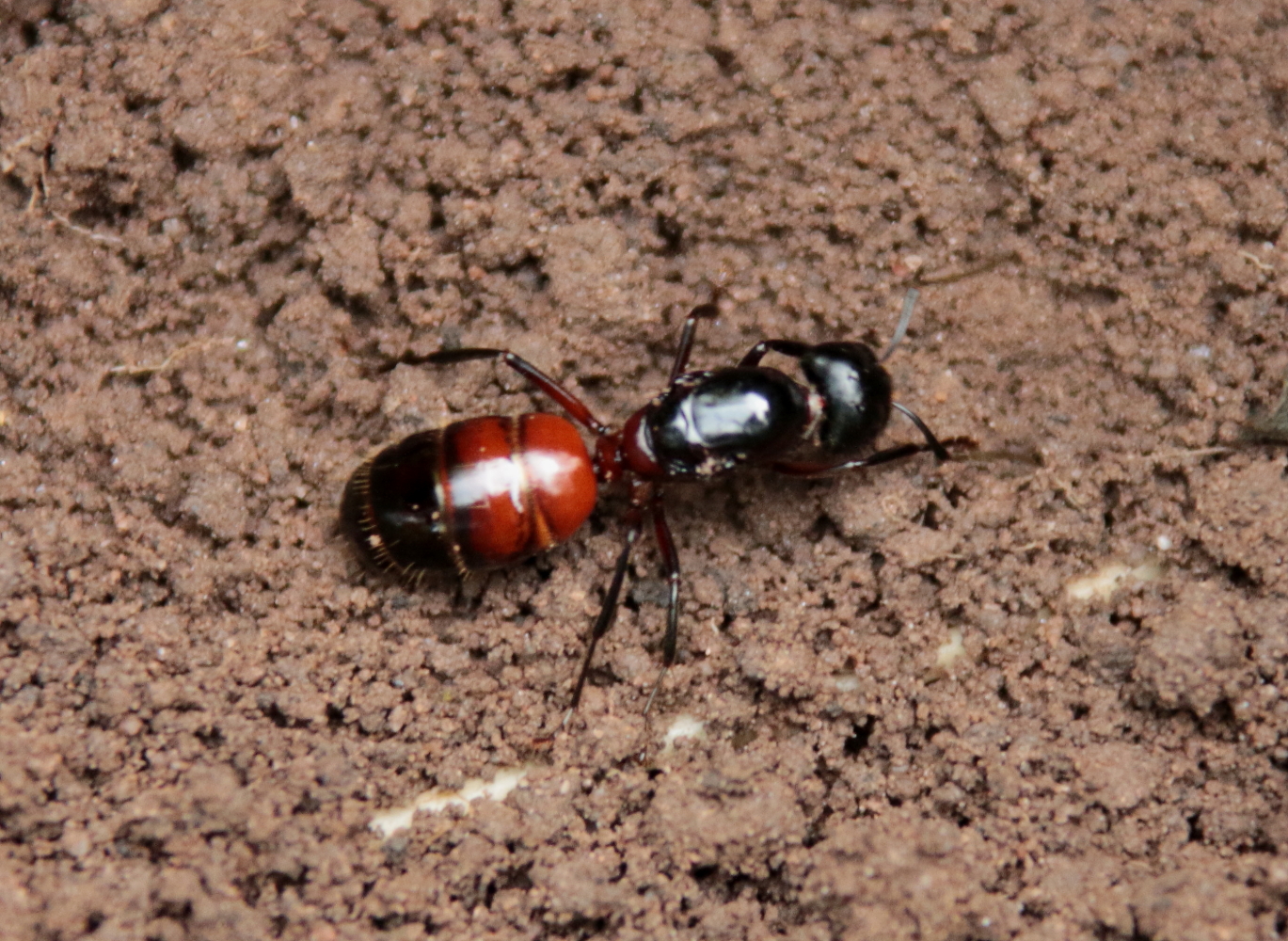 Passion-Apiculture. Le blog de l'Abeille Pat: La reine des fourmis rousse