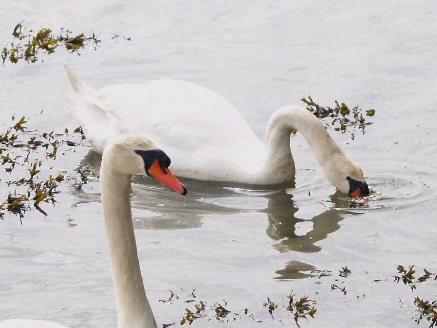 Fotografiando mi Mundo: Cisnes...padres felices y los polluelos ...