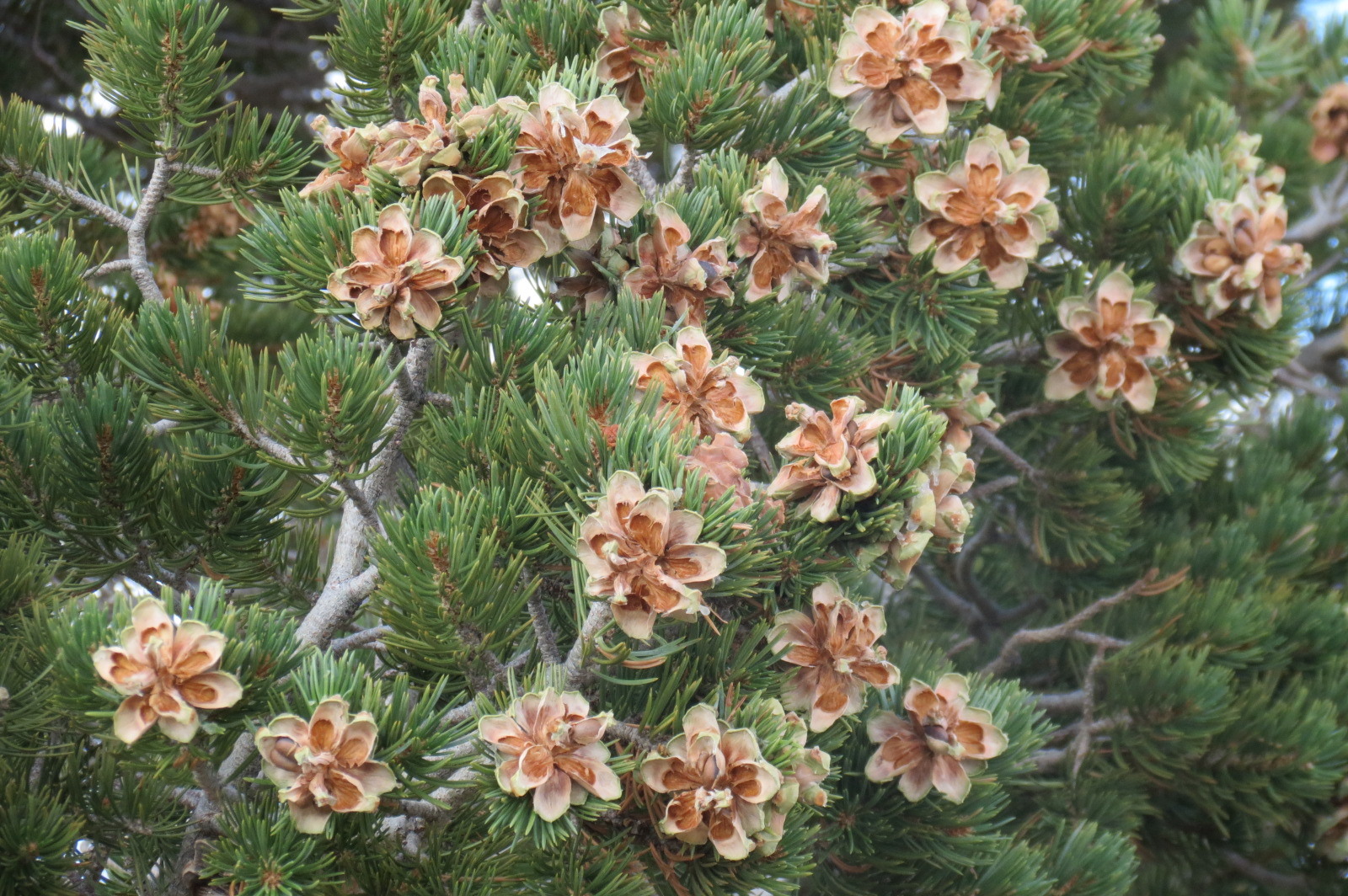 On the Road Again: SEPTEMBER 24 - 25 - Travel to Jacob Lake, AZ; GRAND ...