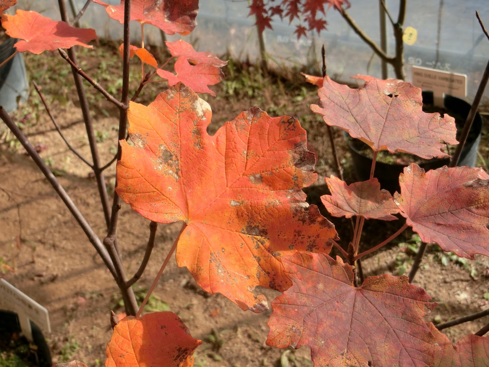 60歳で無職の優雅な日々: カエデ・Bosnian Maple