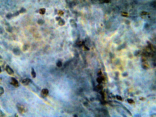 Don Schaeffer's Photos and Art: Orange Peel Cells