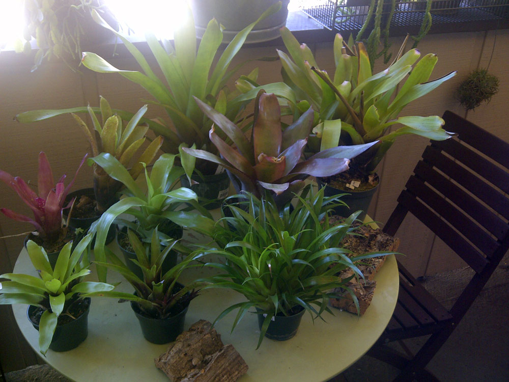 The Rainforest Garden: Acres of Bromeliads at the Tropiflora Fall Festival