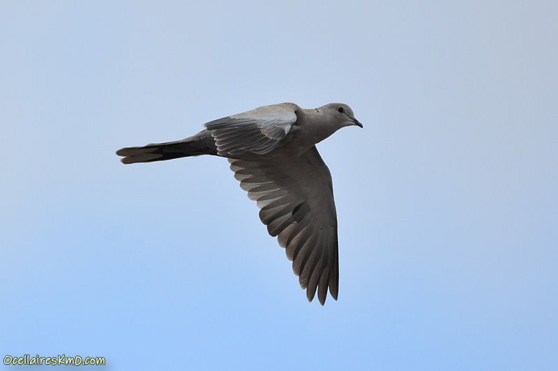 Birding Catalunya: Tórtora turca (Streptopelia decaocto)