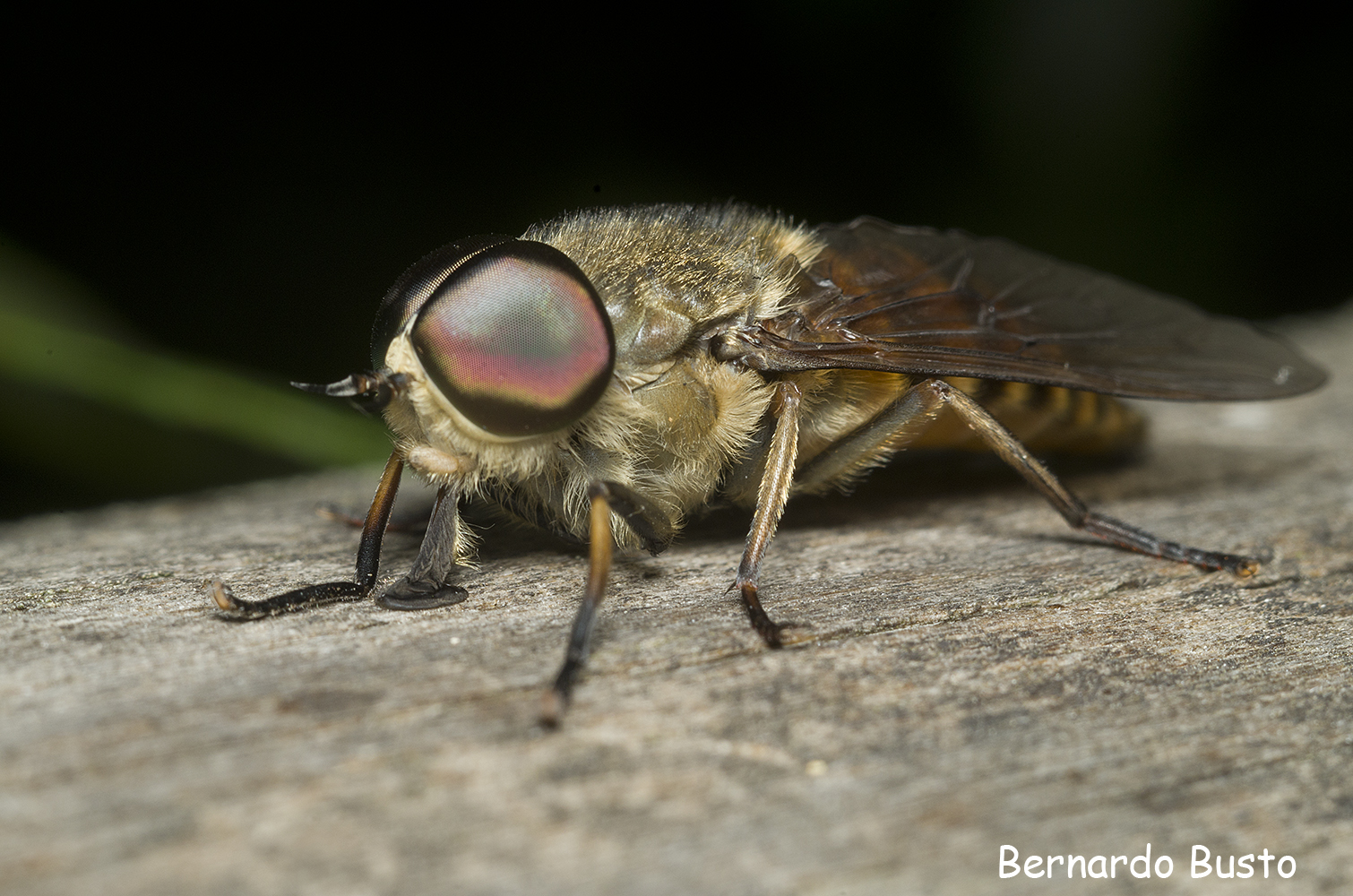 RÍA DE LA VILLA: Tiempo de Tábanos