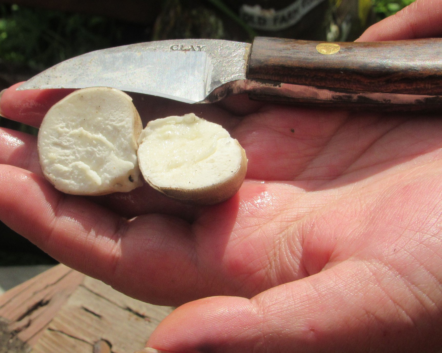 Don't Eat the Paste: Air fried puffball recipe