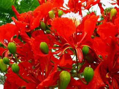 Gulmohar tree | Gulmohar meaning in English | Royal Poinciana