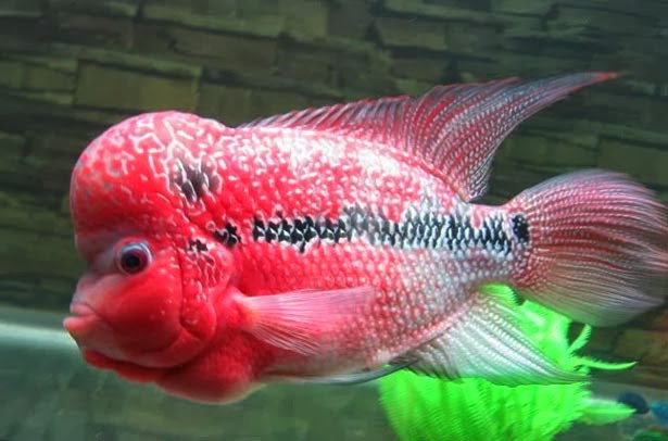 Super red dragon | Louhan Specialist