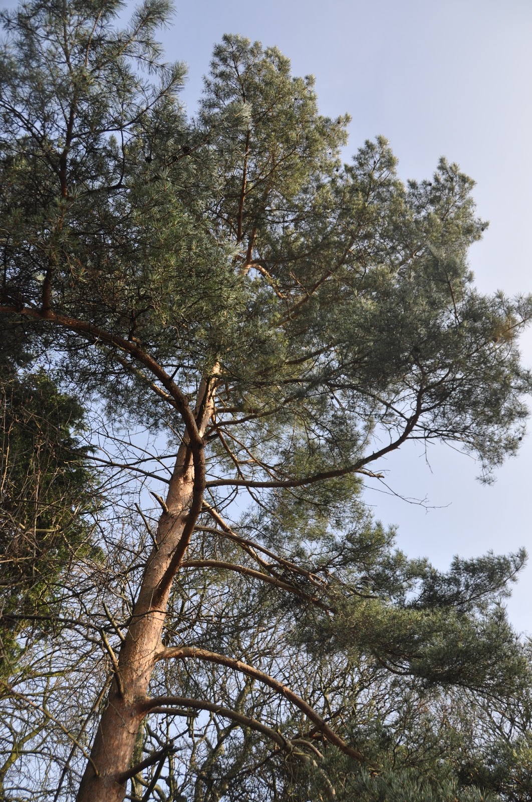 Plants Blog: Pinus sylvestris; ‘Scots Pine’