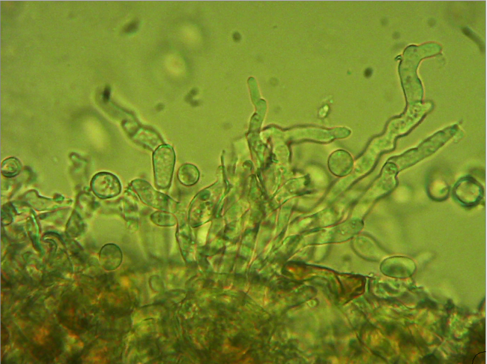 Misidentifying Fungi: April 2020