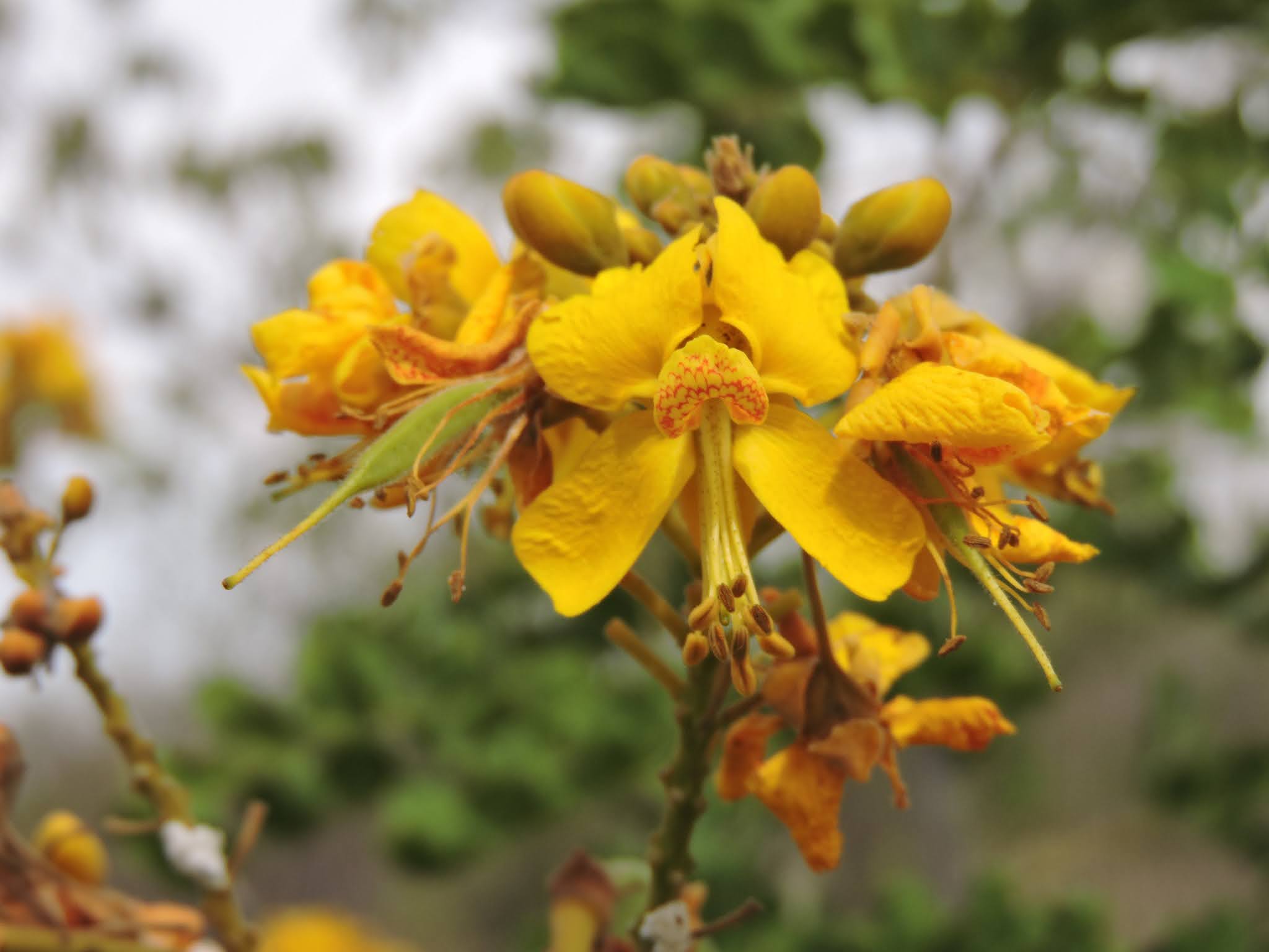 Fabaceae - Leguminosae no Brasil: A new generic system for the ...