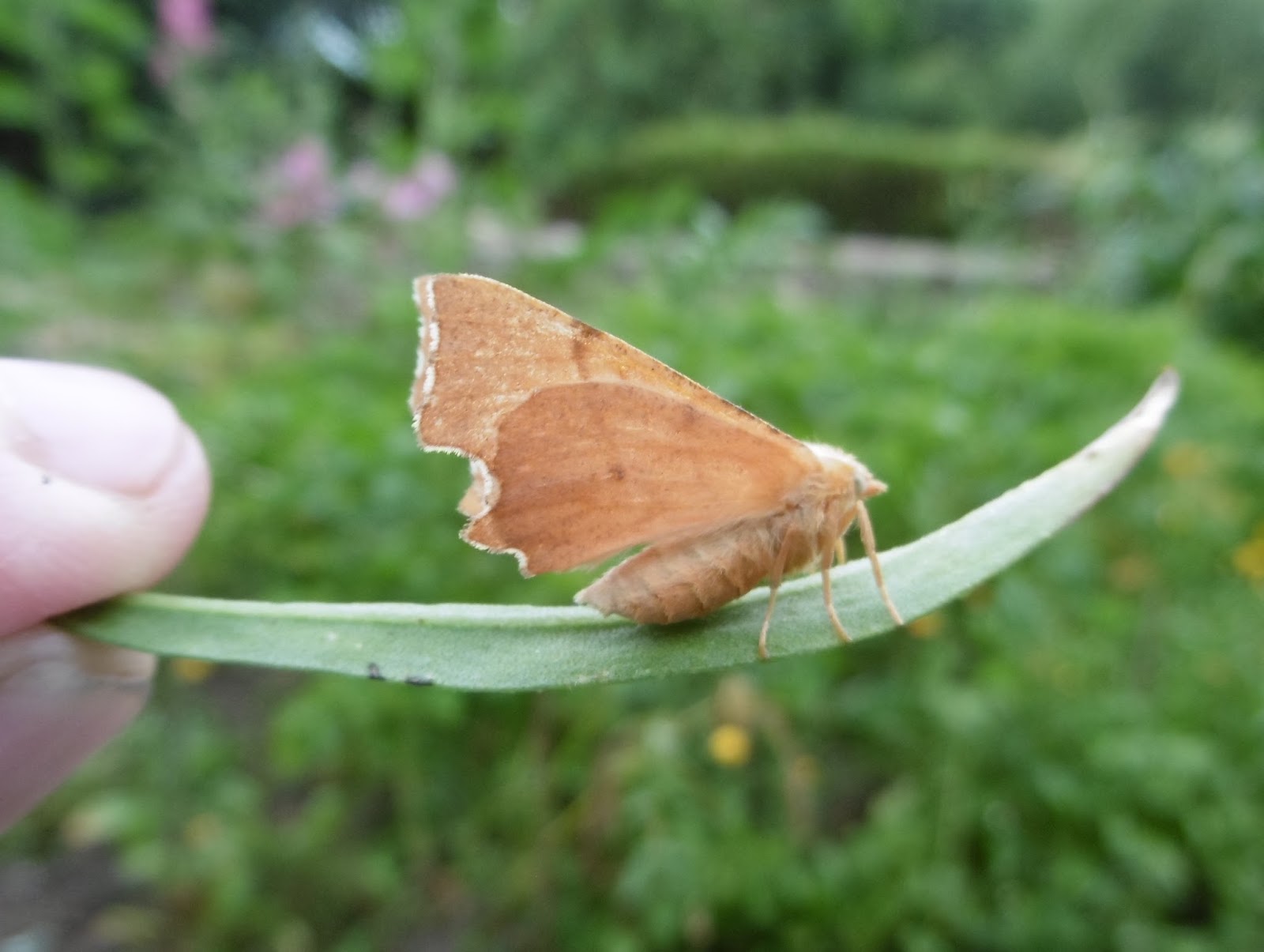 Martin's Moths: Chicken moth - and friends
