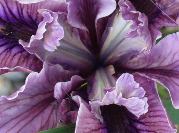 Do Plants Think? – Plant Something Oregon