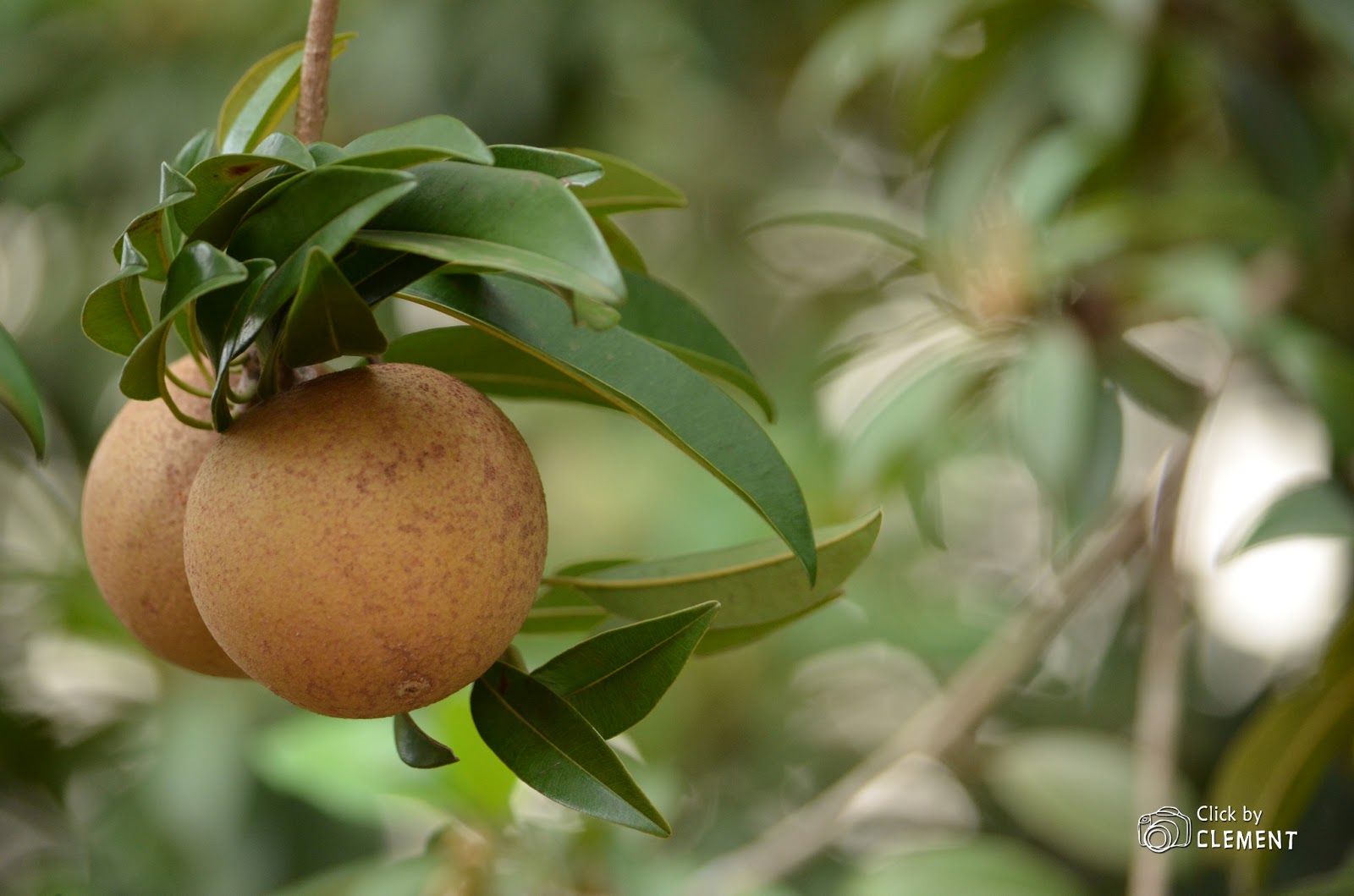 My Clicks: Sapota Fruit