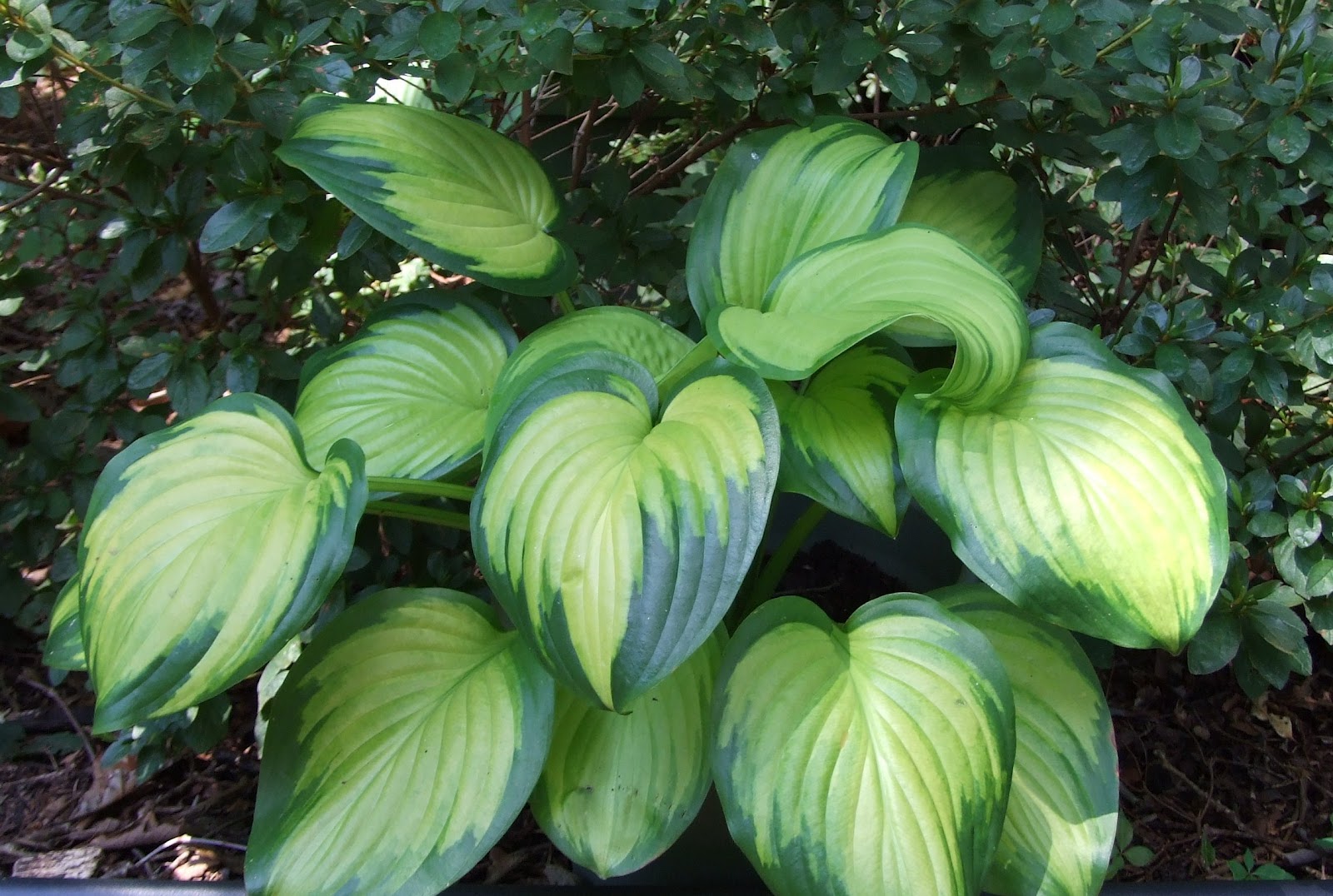 Meg’s Wildlife Sanctuary and Boot Camp: Hosta collection