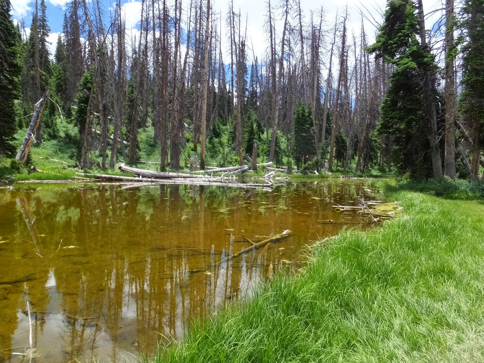 Crazy Hiker Chick: Cedar Breaks NM Alpine Pond Trail
