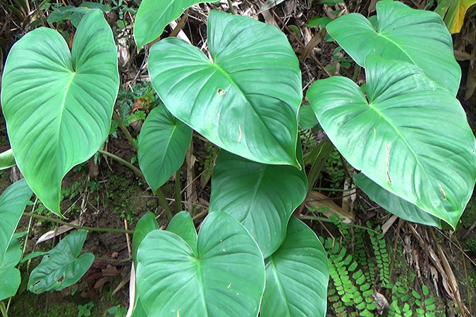 Namper (Homalomena pendula)