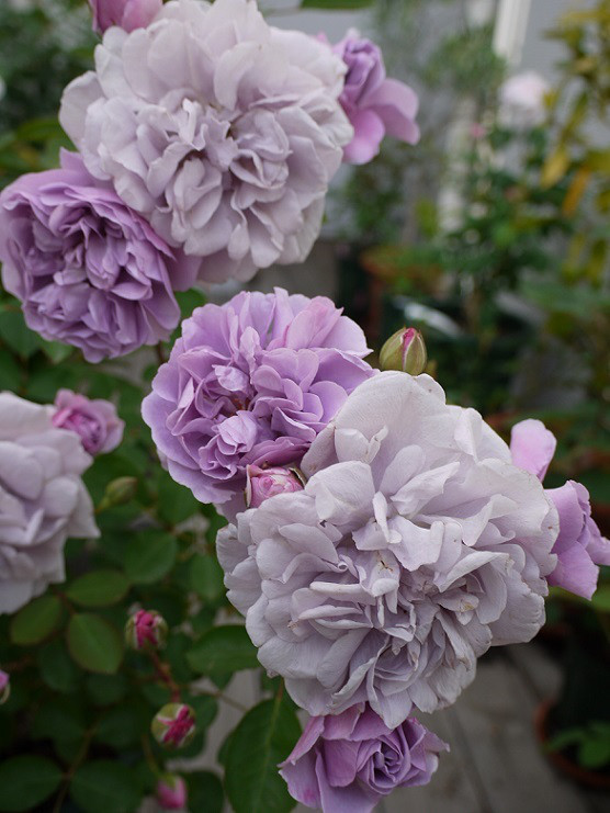 Rainy Blue Rose ~ Kỹ thuật trồng Hồng