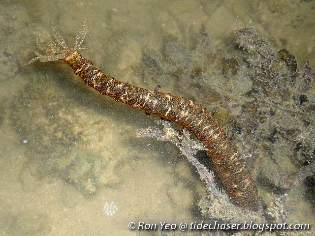 tHE tiDE cHAsER: Sea Cucumbers (Phylum Echinodermata: Class ...