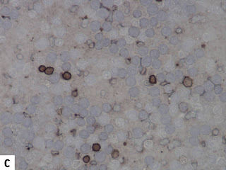 INNO | Making the difference in animal care