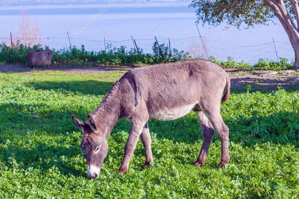 BLOG 1º DE INFANTIL 2019 - 2020: EL BURRO
