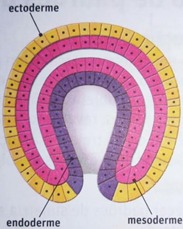 EMBRIOLOGIA METAZOÁRIOS