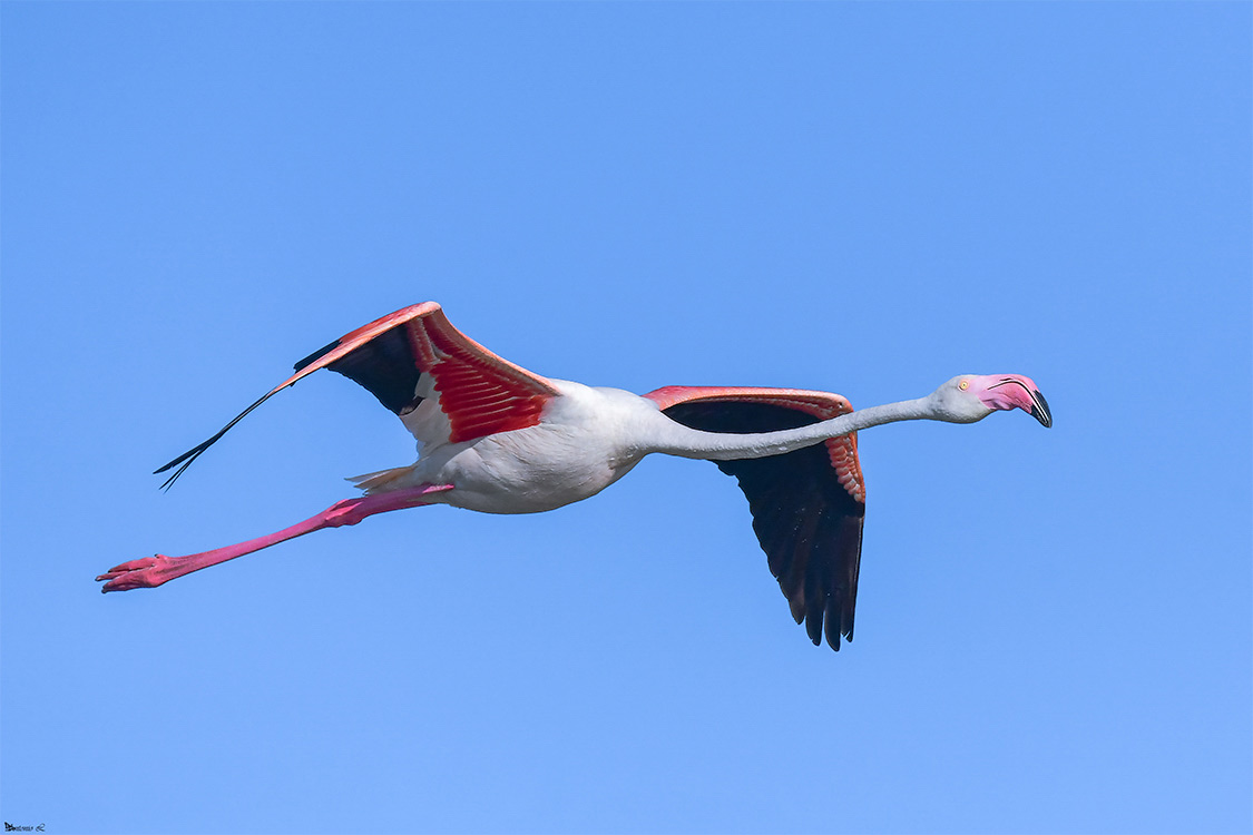 Objetivo: Naturaleza Viva: Flamenco común (Phoenicopterus roseus)
