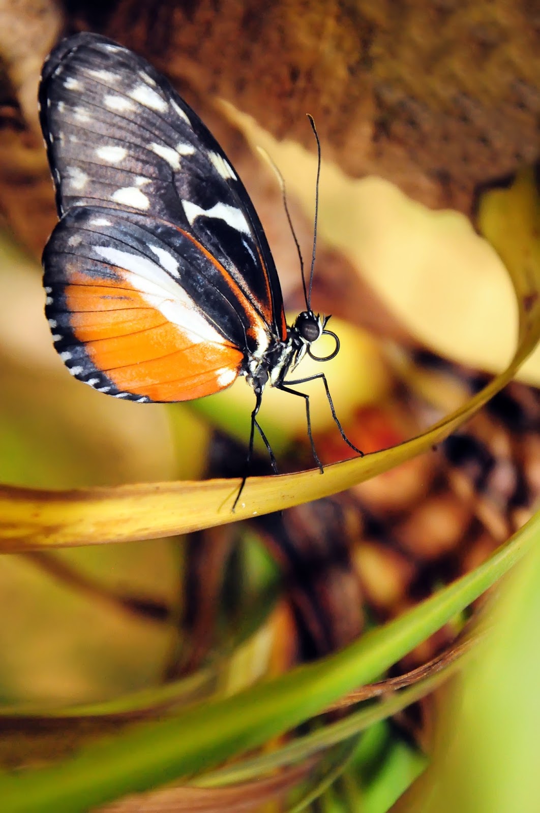 gli insetti: Farfalla