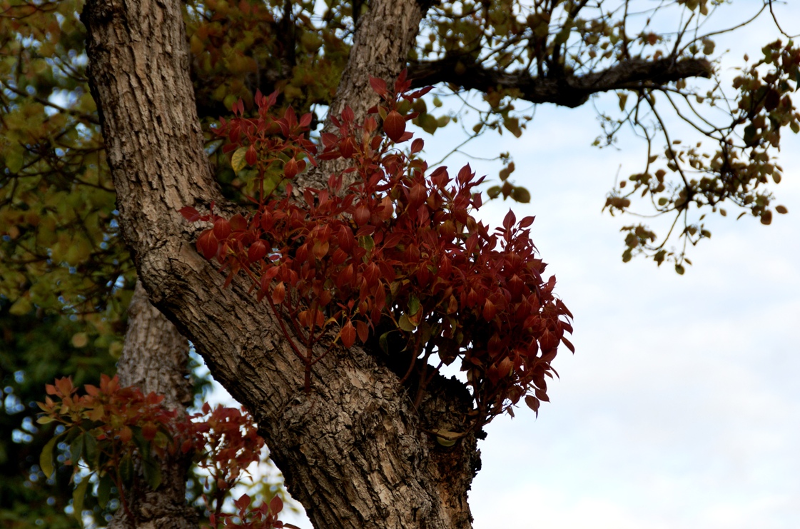 A photo, A thought............: Plant: Camphor tree leaves and fruits......
