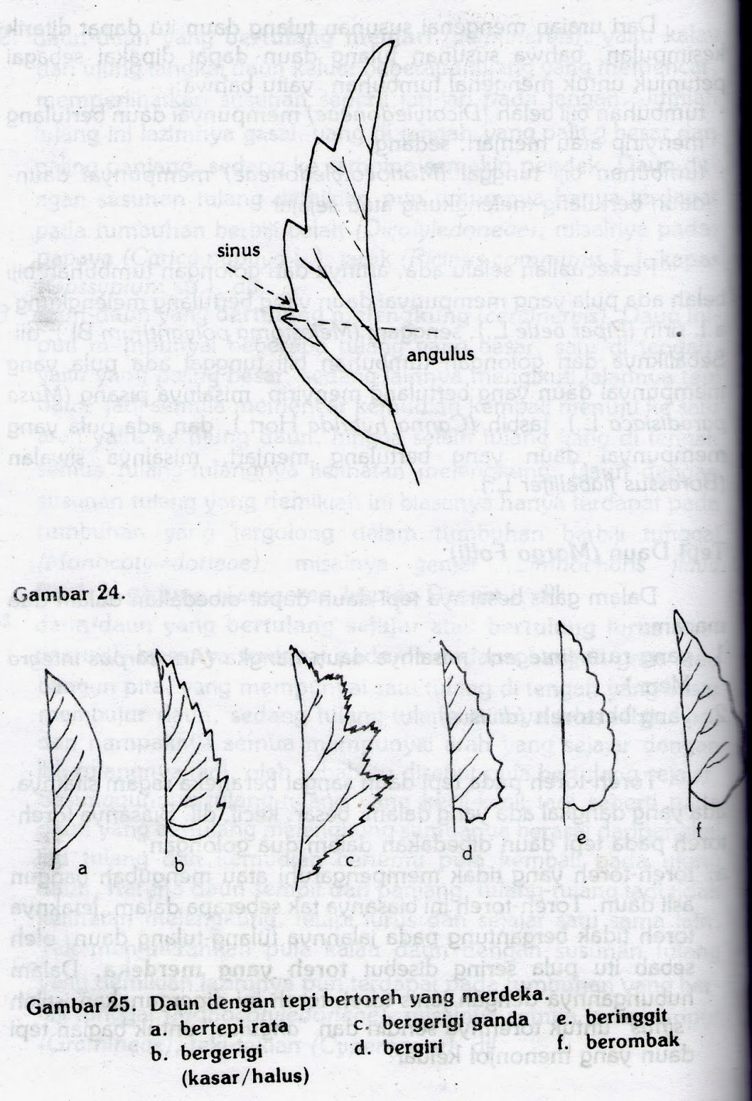 FOLIUM DAUN : DAUN ( FOLIUM )