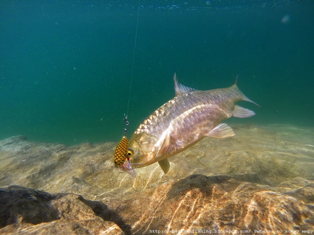 The mighty mangar of Mesopotamia | www.roughfish.com