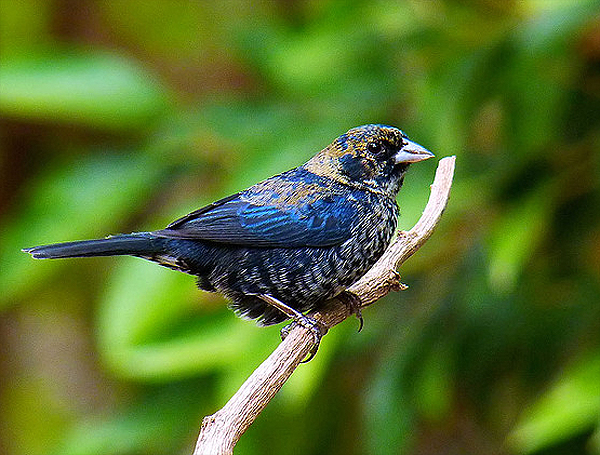 Bellas Aves de El Salvador: Volatinia jacarina (saltarín o volatín negro)
