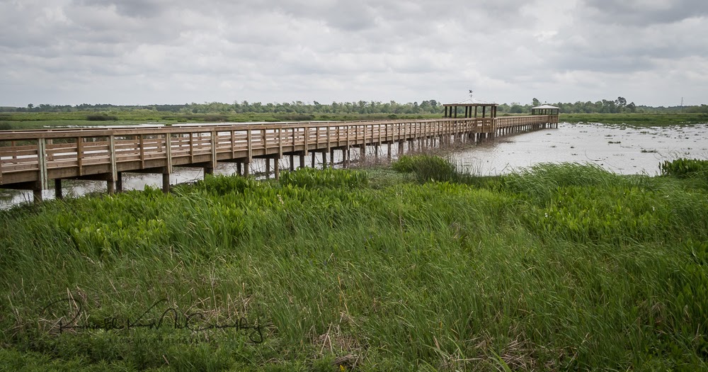 Smoky and Shann's Excellent Adventures: Beaumont's Cattail Marsh