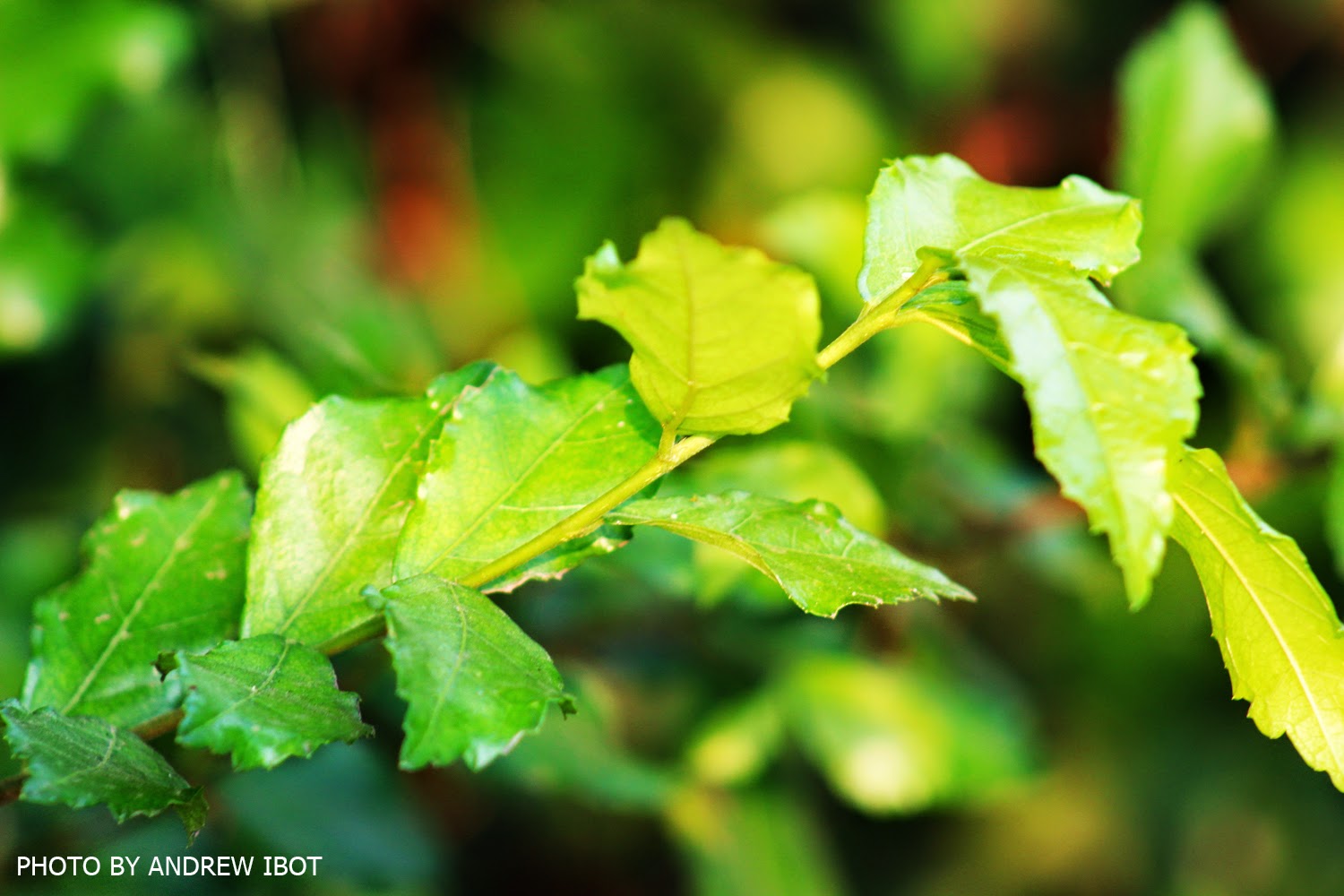 Ako si ANDREW IBOT!: Tsaang Gubat