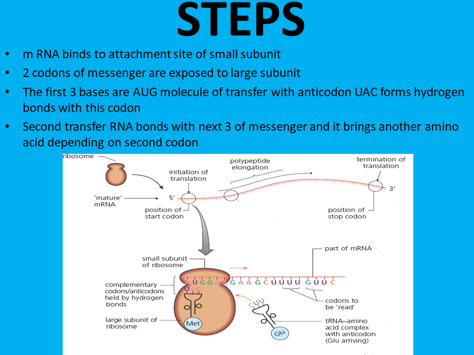 Grade 12: SEMESTER 2 - Chapter 1 - NUCLEIC ACIDS & PROTEIN SYNTHESIS